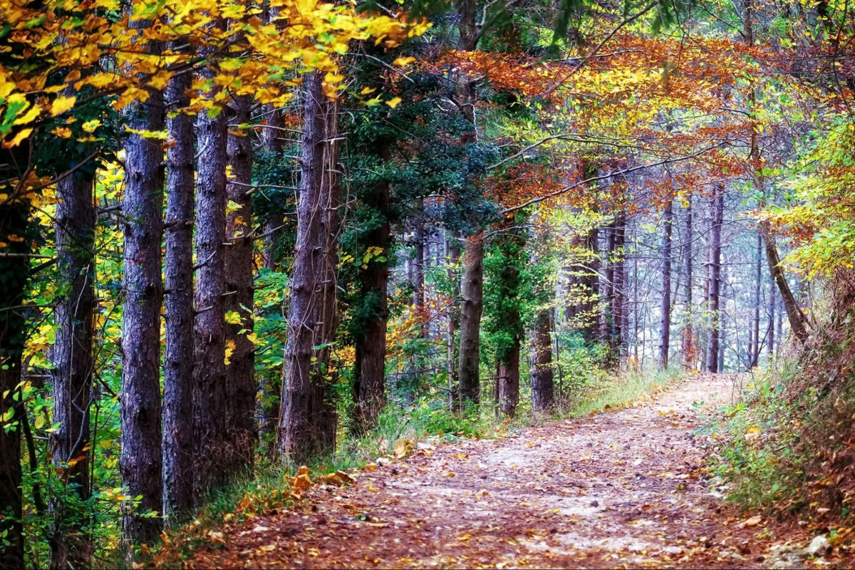 Pathways to Holistic Healing: Exploring Wellness Approaches ...